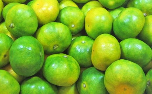 【産直】YN26極早生みかん約5kg（2S～Mサイズおまかせ）※2025年9月中旬～2025年11月上旬頃順次発送【tec800A】 | dショッピングふるさと納税百選