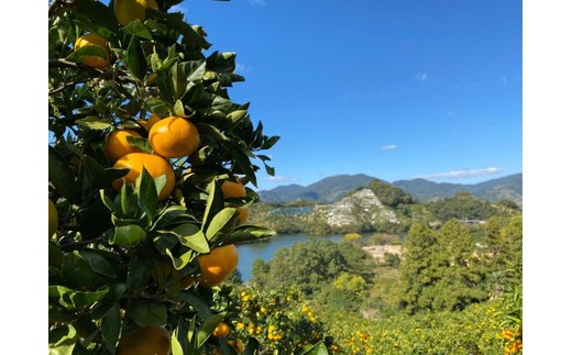 大玉有田みかん 10kg 2L・3Lサイズ | dショッピングふるさと納税百選