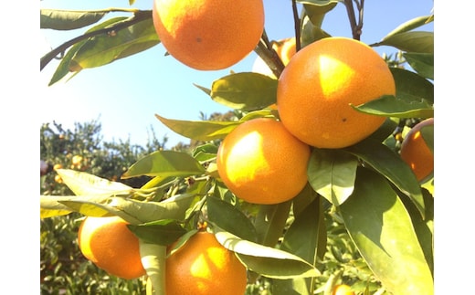 大玉有田みかん 10kg 2L・3Lサイズ | dショッピングふるさと納税百選