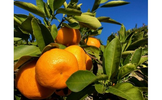 完熟 小粒 アルギット みかん 3kg 2S ～ 3S サイズ | 年内発送 先行予約 ちっちゃい 小粒 小玉 みかん 有田みかん 甘い おいしい ジューシー 皮 薄い 完熟 期間限定 ...